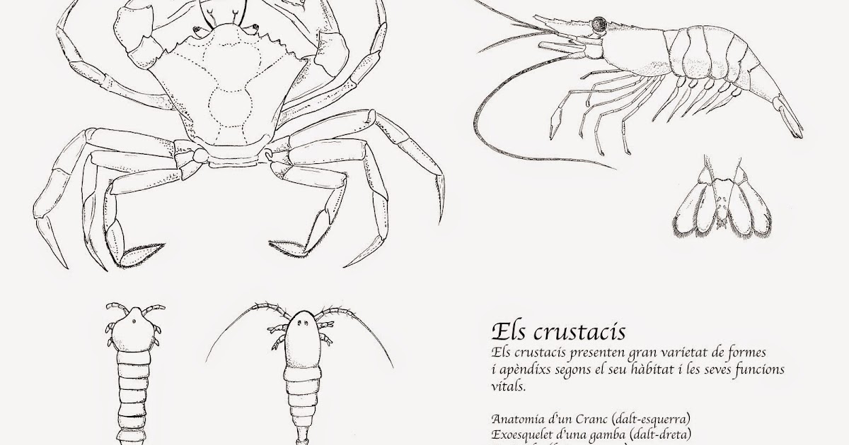 Varietat de formes dels crustacis - Ernest Cornellà Gil