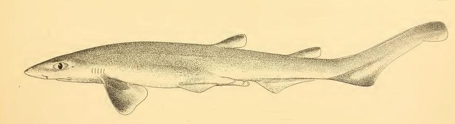 Artes de Pesca: VAMOS A PESCAR TIBURONES 7ª Parte (E) Género Galeus