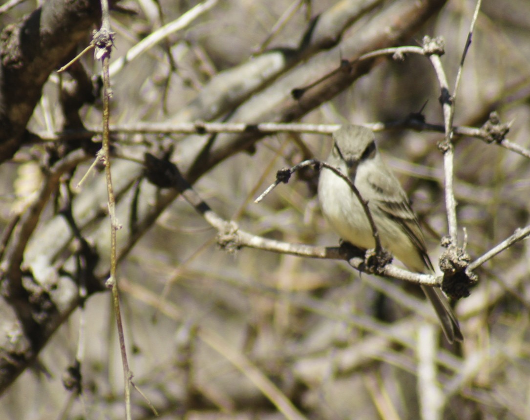 Birding Is Fun!: The Empid Enigma: To Catch a Flycatcher