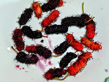 Mulberry -Morus rubra-Malberry | SL Flora