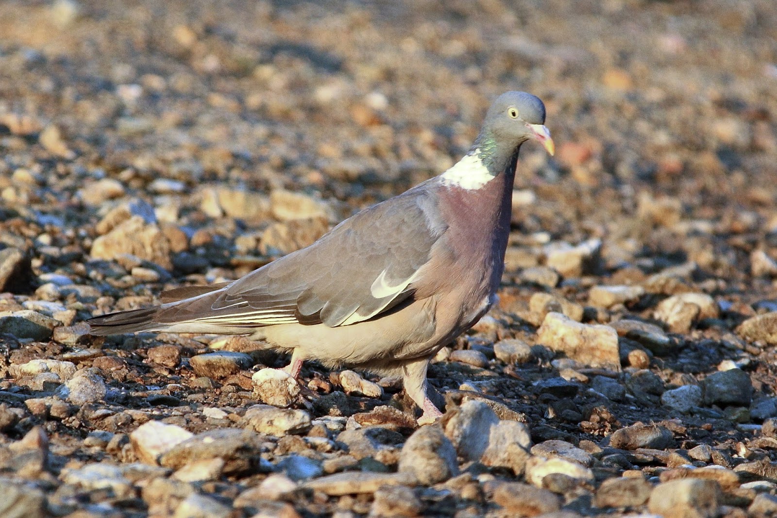Fotografía y Naturaleza en Doñana: Paloma Torcaz (Columba palumbus)