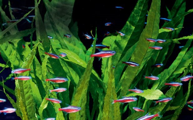 Ikan Hias Cardinal Tetra Terpopuler 2017 | Ikan Hias Terindah