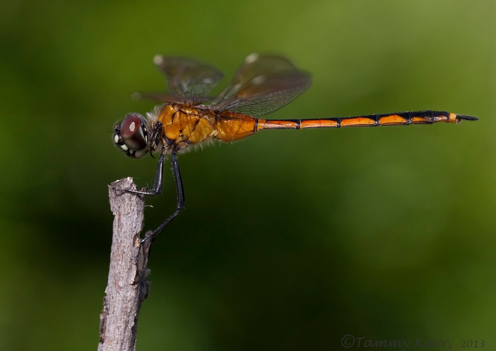 i heart florida birds: Local Happenings