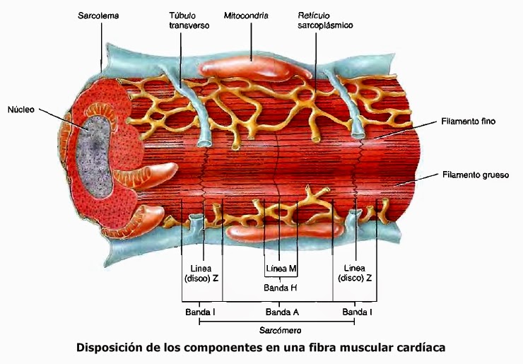 Tejido muscular cardíaco y sistema de conducción cardíaco - Anatomía ...