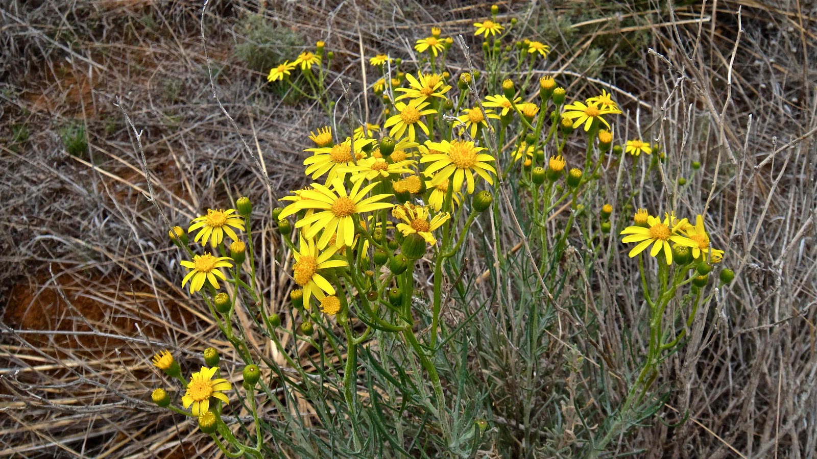 Poetry Of Spirit And Light: Walk On The Wild Side