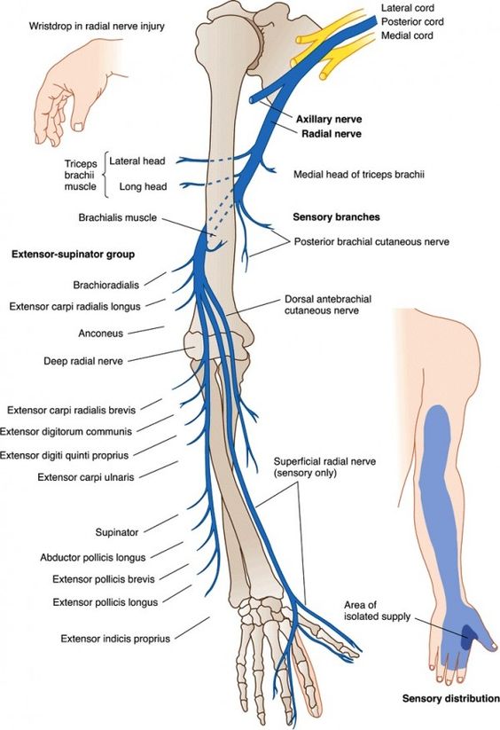 Personal Blog : Arm Nerve Distribution