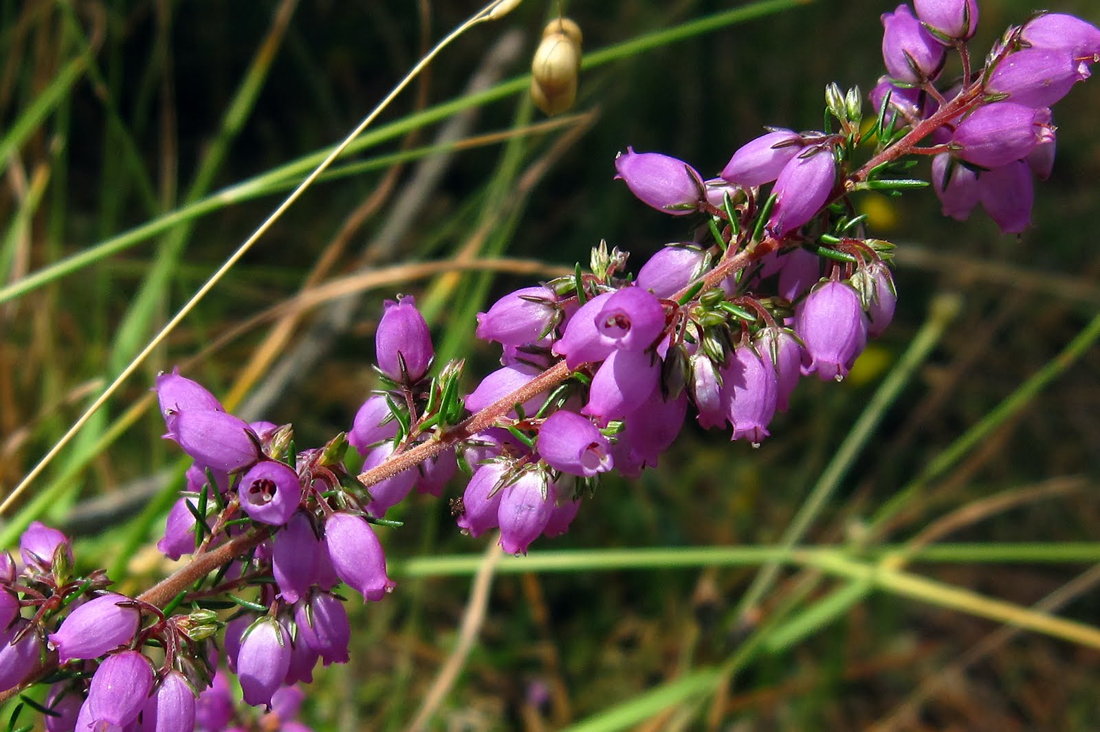 naturaleza naturalmente: Erica cinerea L.