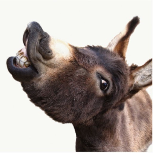 Galloping: Los Burros