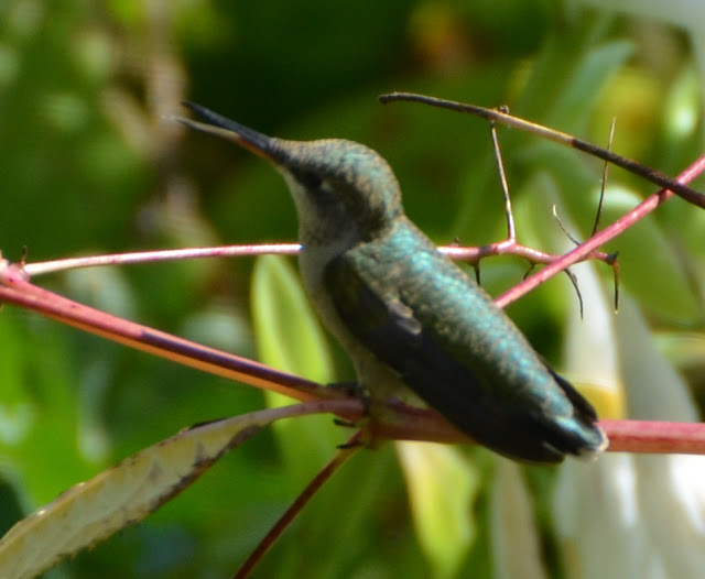 Flower Hill Farm: Ruby-throated Hummingbirds Within the Late Summer Garden
