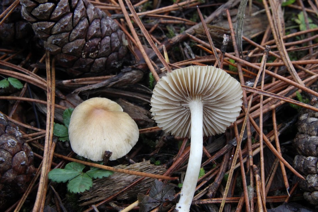 El mundo microscópico de los hongos: Inocybe posterula (Britz)Sacc