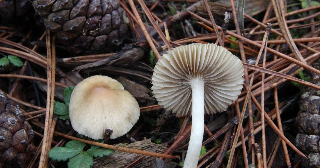 El mundo microscópico de los hongos: Inocybe posterula (Britz)Sacc
