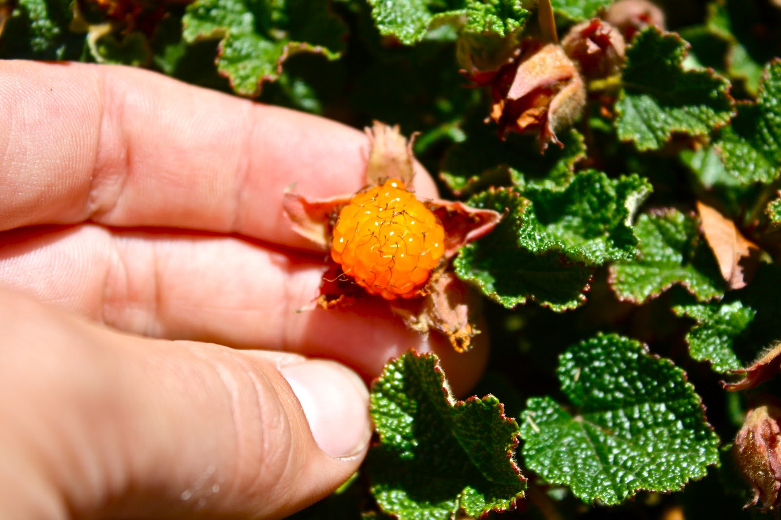 Temperate Climate Permaculture: Permaculture Plants: Groundcover Raspberry