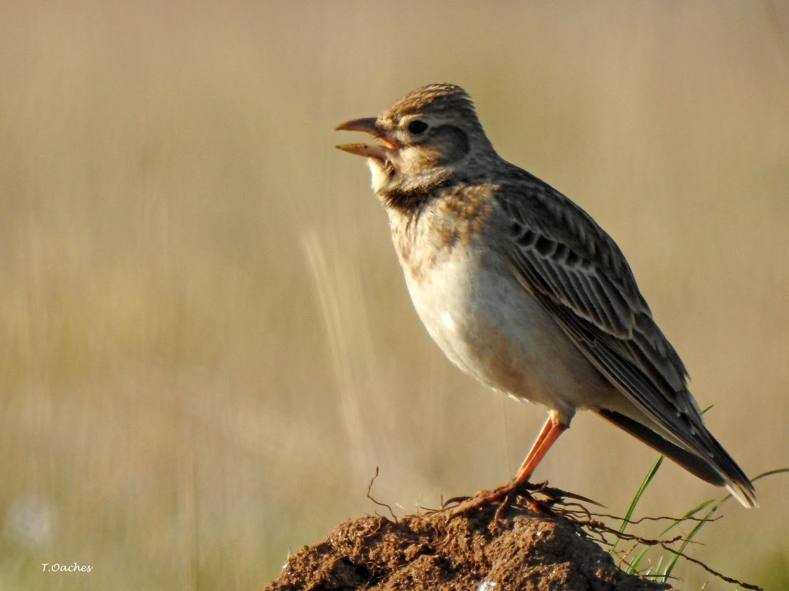 PASARI DIN ROMANIA: CIOCARLIE DE BARAGAN, Melanocorypha calandra