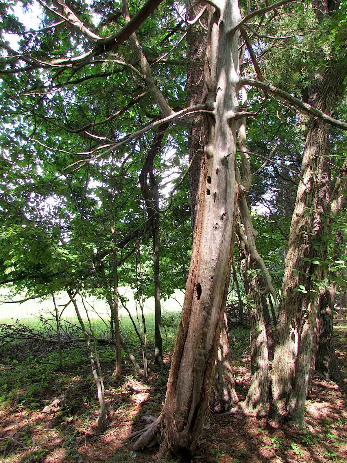 Orange explains it all: Walking Manassas Battlefield trail