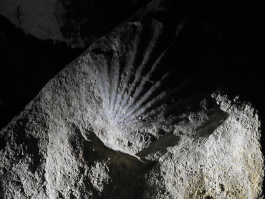 photographing New Zealand: Ruakuri Cave