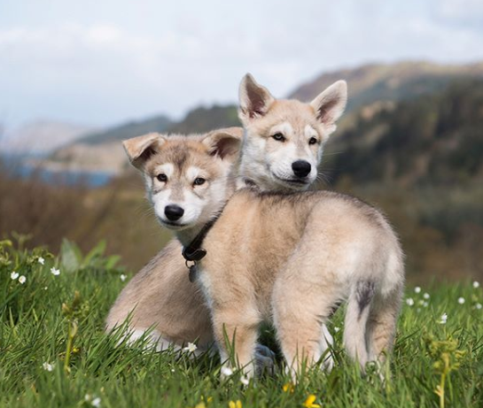 OUTLANDER - Prime foto promozionali, promo, sintesi e trailer della ...