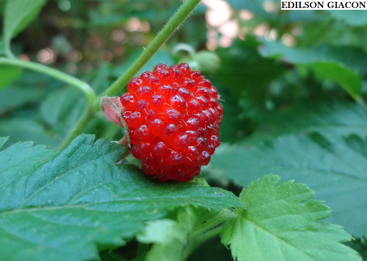 Viveiro Ciprest - Plantas Nativas e Exóticas: Framboesa Silvestre ...