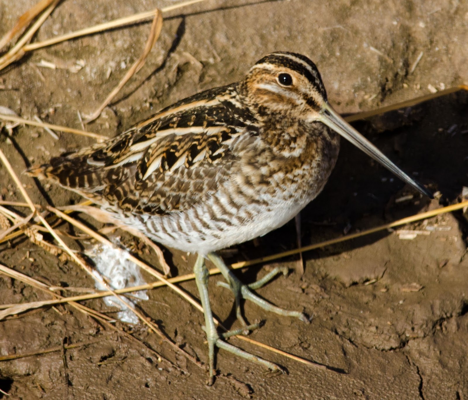 Gordon's Birding Adventures: Buckeye/Arlington, AZ - 13 January 2013
