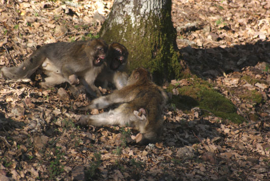 SENDERISMO EN EL RIF/RANDONNÉES DANS LE RIF: EL MACACO DE BERBERÍA ...