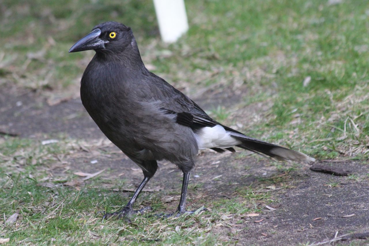 Pete's Flap Birding Aus: Grey currawong, bird with an image problem