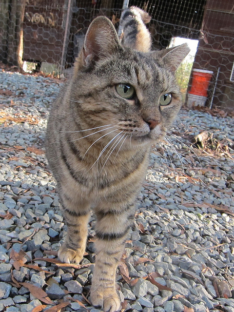 Cat of the Week: Honeybun - Goathouse Refuge