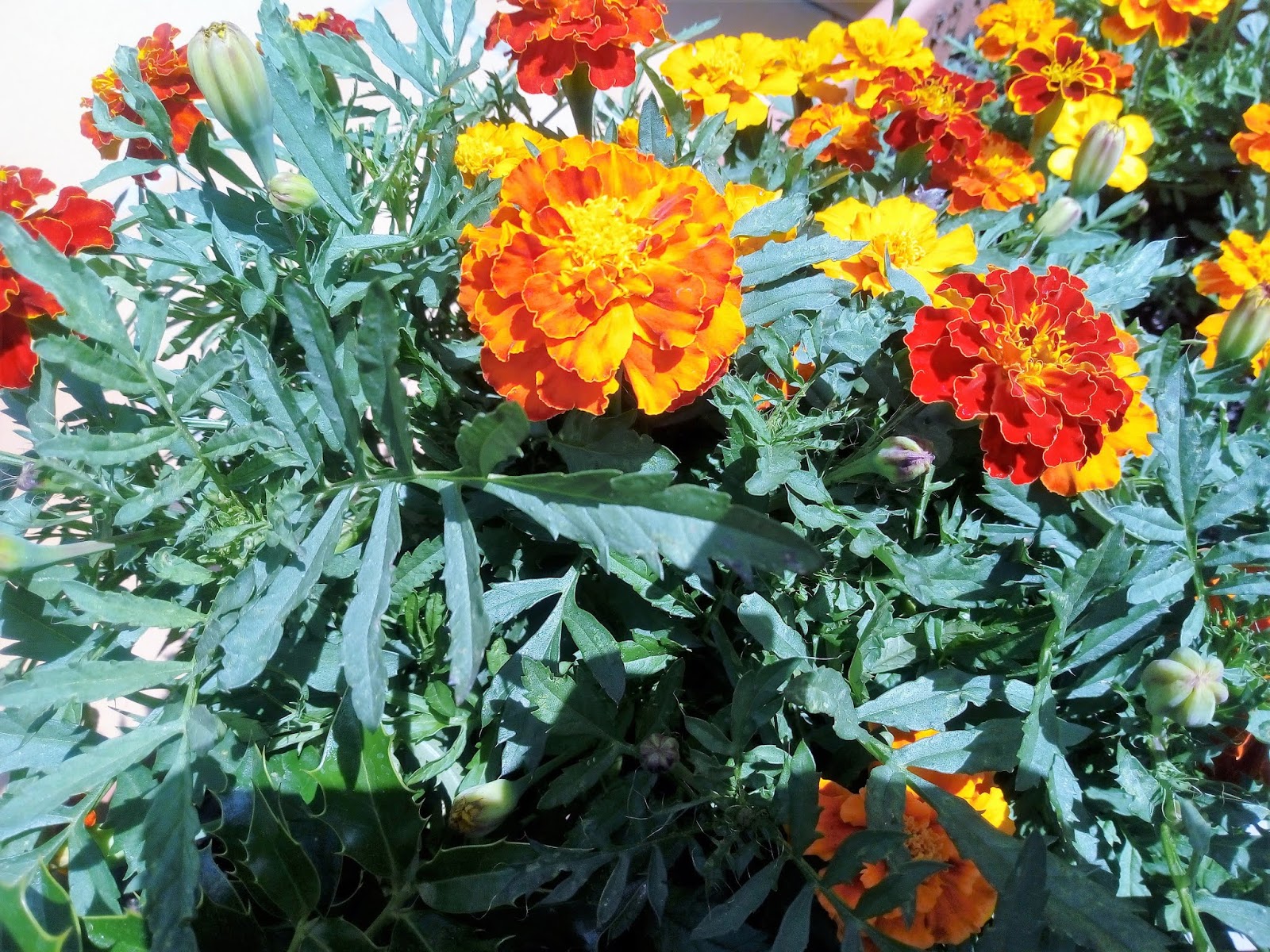 Biosfera vegetal.: Clavel chino (Tagete patula L.). Semillero.