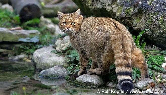 Kolory Krety : Żbik kreteński