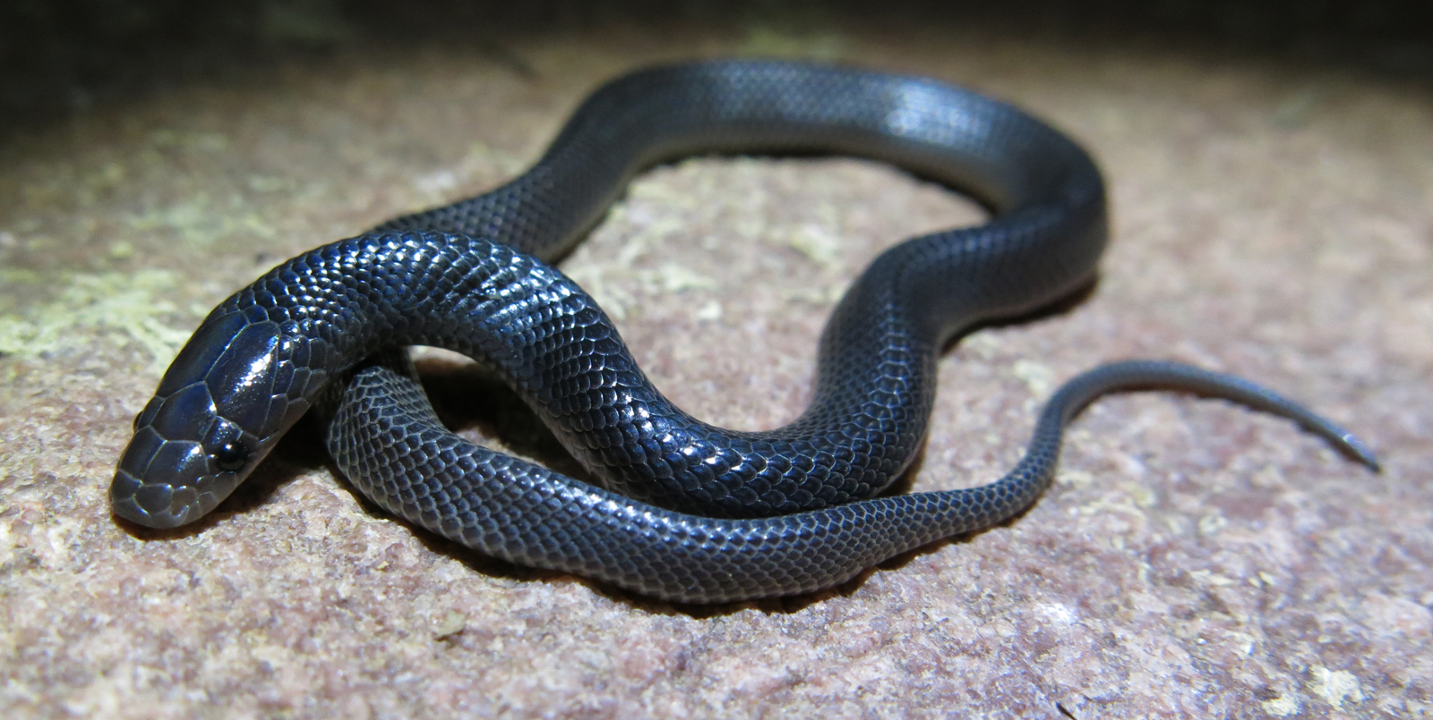 Soutpansberg Centre for Biodiversity and Conservation : April 2016