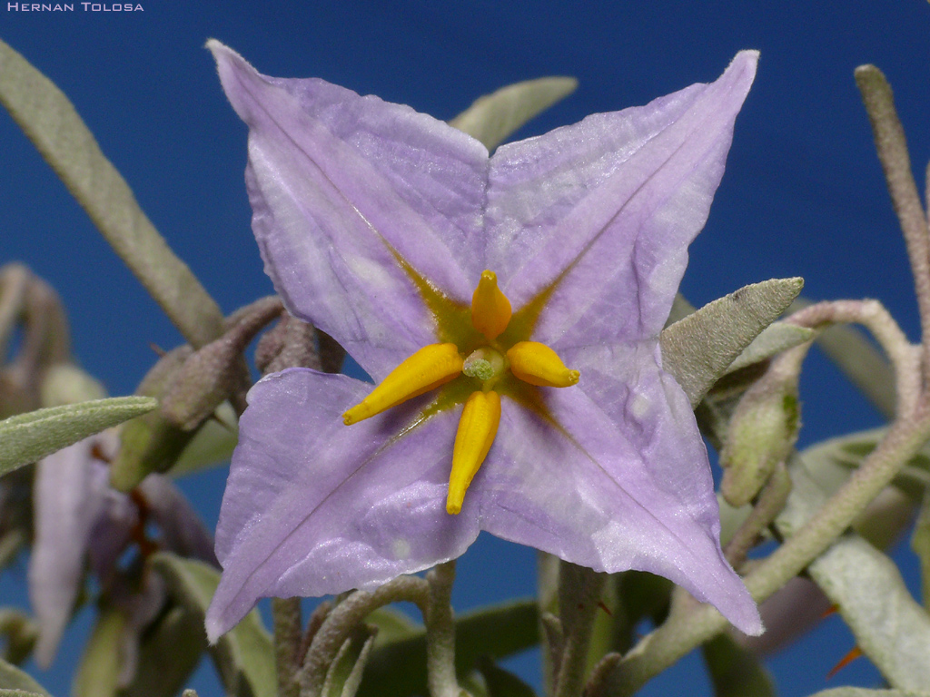 Flora Bonaerense: Revienta caballos (Solanum sisymbriifolium)