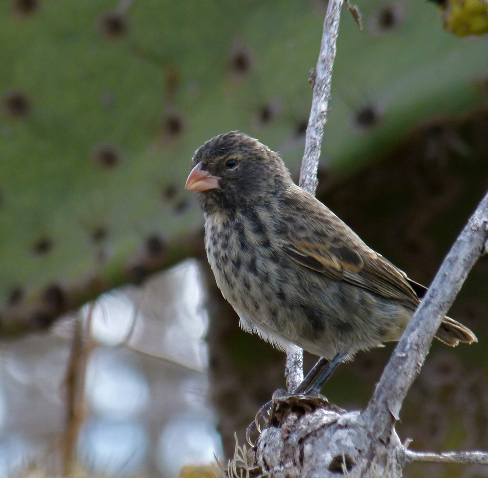 Life, Birding, Photos and Everything: Darwin's Finches