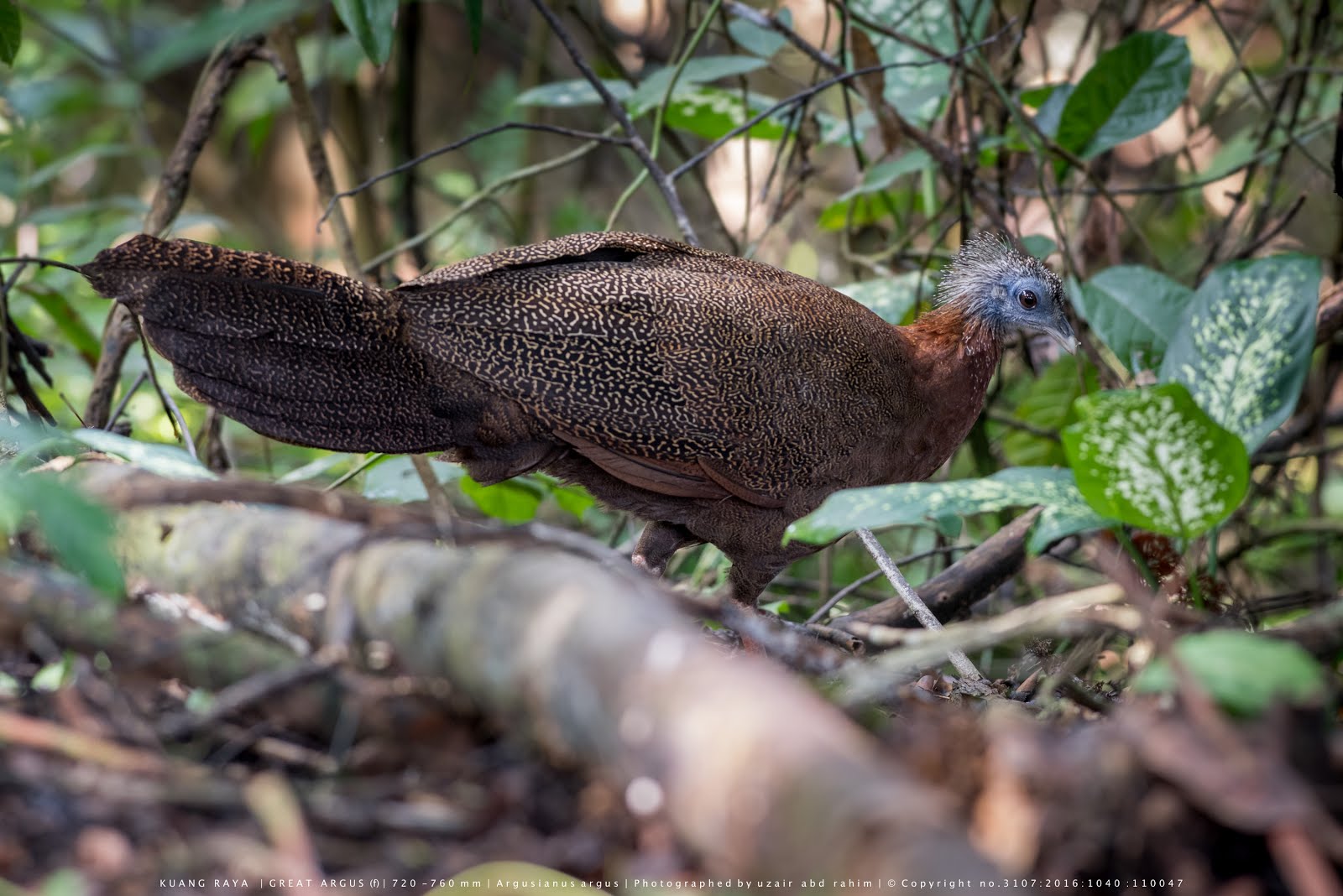 B u r u n g K e l i l i n g R u m a h .....: Kuang Raya ( Great Argus )