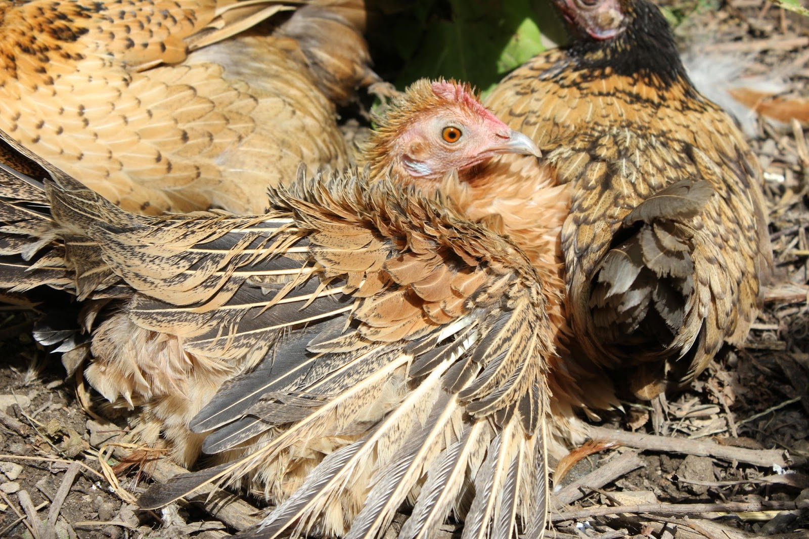 Choosing Chickens for a Forest Garden - Frizzles | The Holistic Hen ...