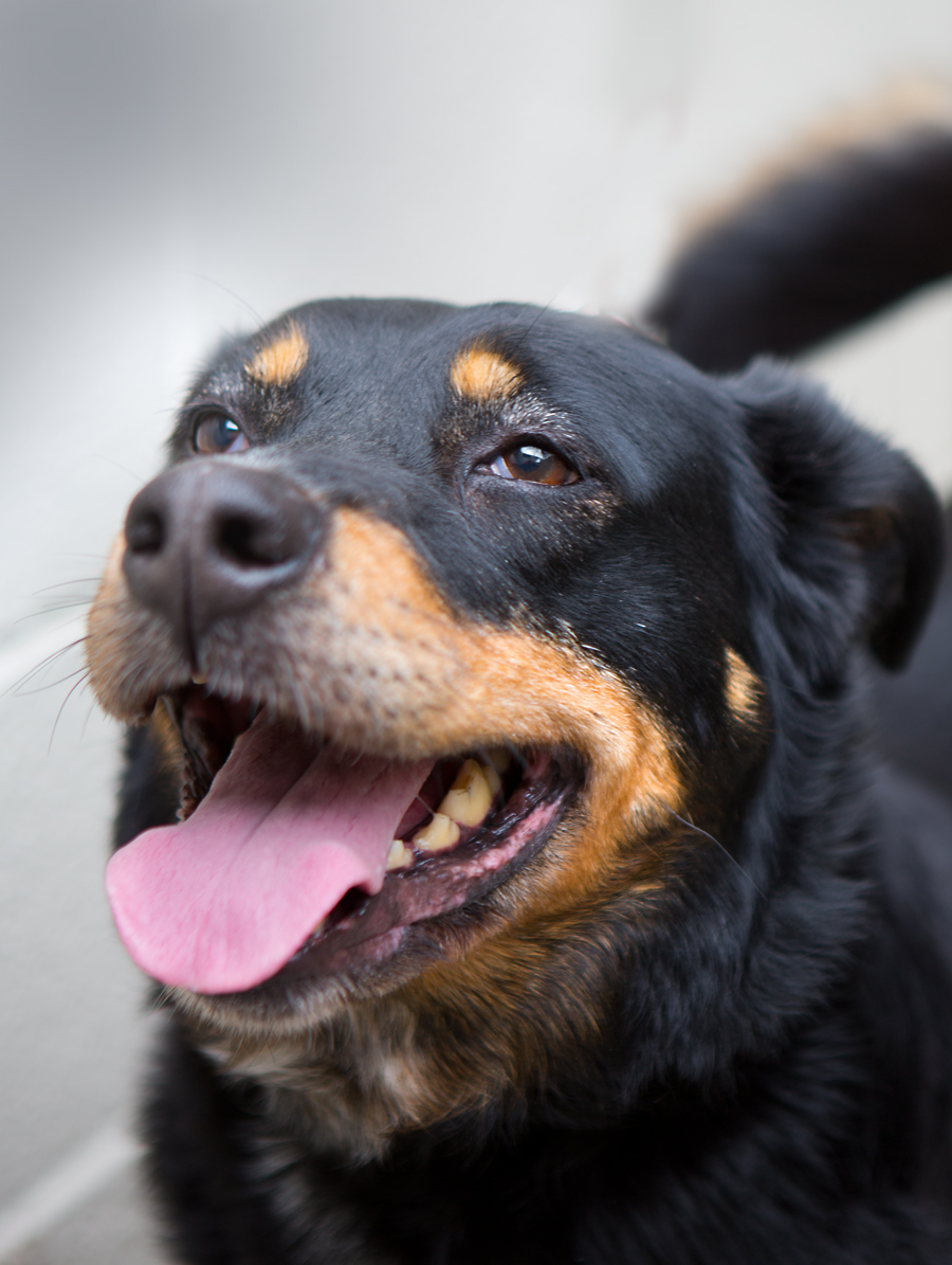 Rottweiler And Lab Mix