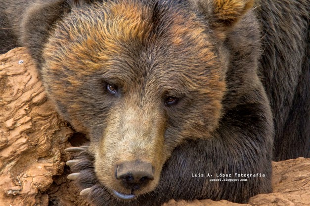 Luis A. López Fotografía: Parque de Cabárceno : Osos