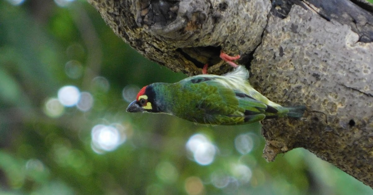 Coppersmith barbet - Birds of India