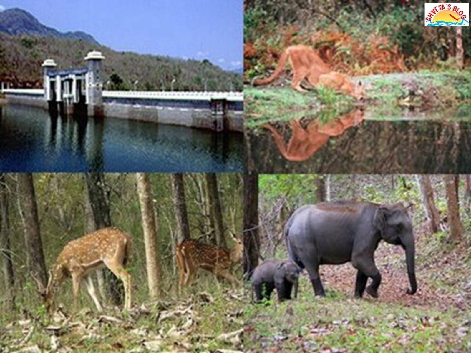 MIRACLE: TOURISM IN INDIA: SRISAILAM WILDLIFE RESERVE,ANDHRA PRADESH