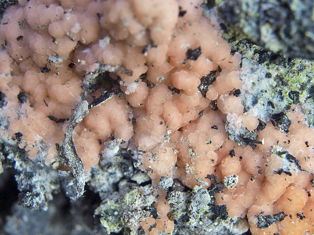 Gombahatározás mikroszkóppal (is): Pyronema omphalodes parázsló tűznyom ...