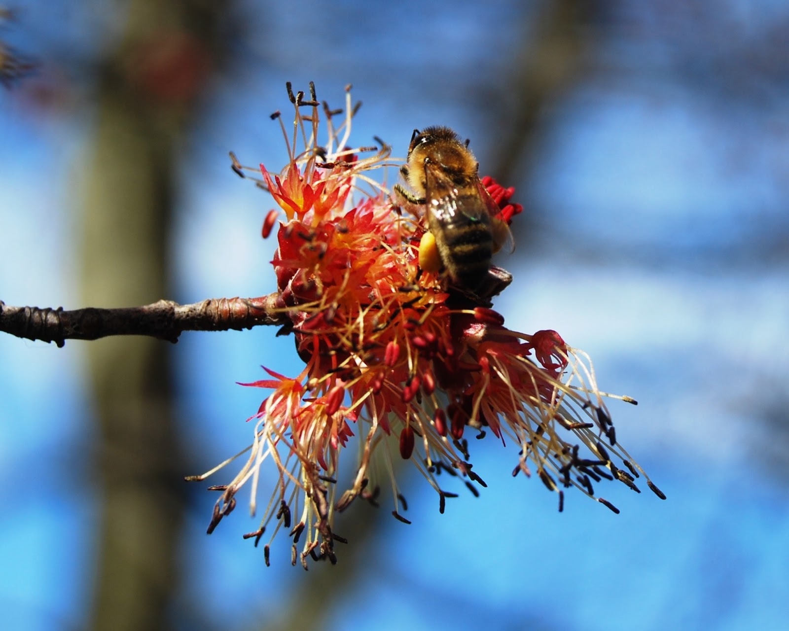 The Peace Bee Farmer: Red Maple in Bloom