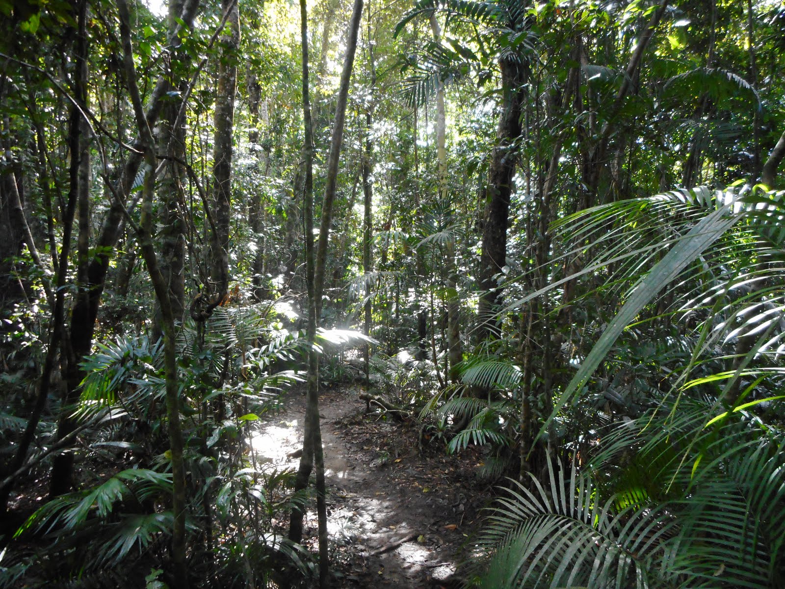 Phil's Bushwalking Blog: Cairns Region: Mount Whitfield Conservation Park