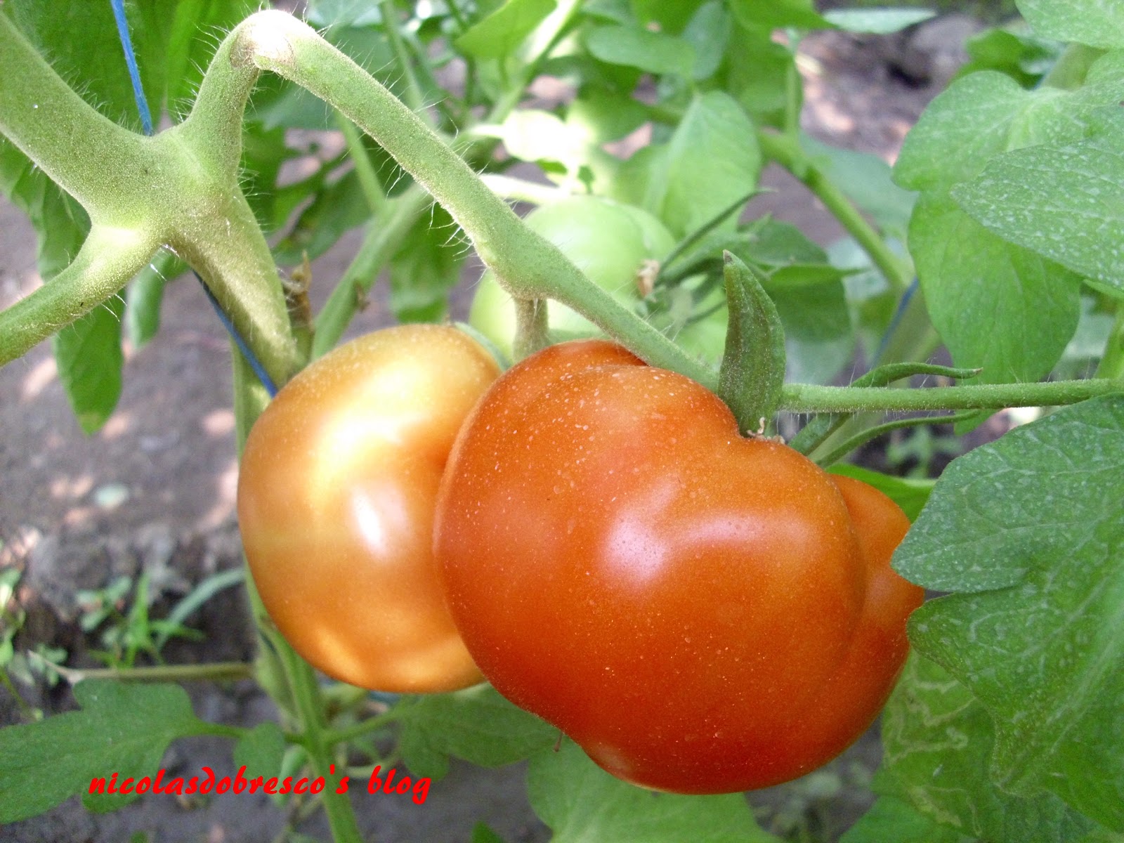 __ Nicolas _le_ jardinier __: Foto macro...Tomate Prekos F 1 ( 8 ...