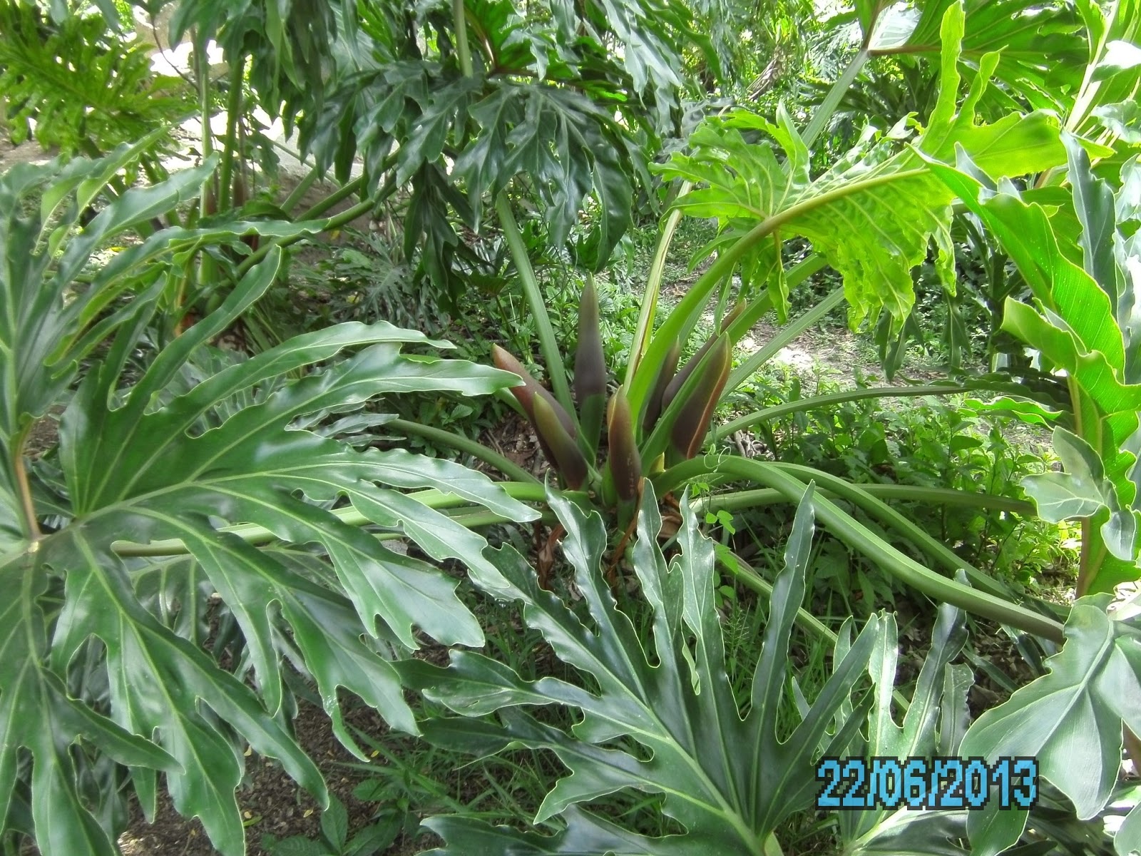 naturaleza de guatire: flora y fauna de guatire