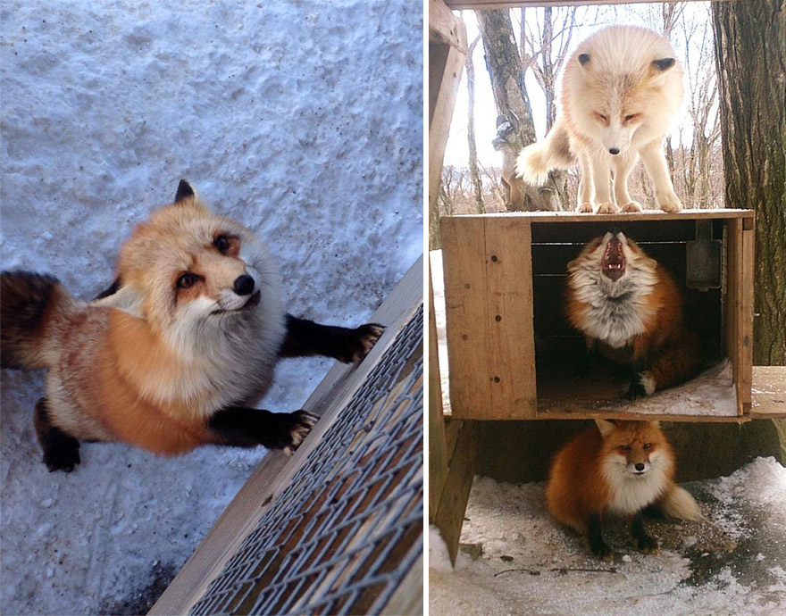 Extremely genuine Japanese foxes - PHLEK ! PHLEK