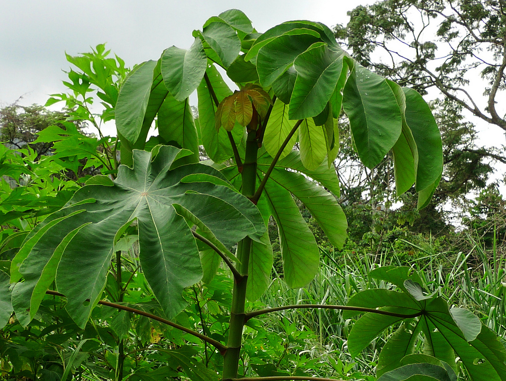 PLANTAS MEDICINALES: YAGRUMO (Cecropia sp. pl.) (Cecropia palmate Willd.)