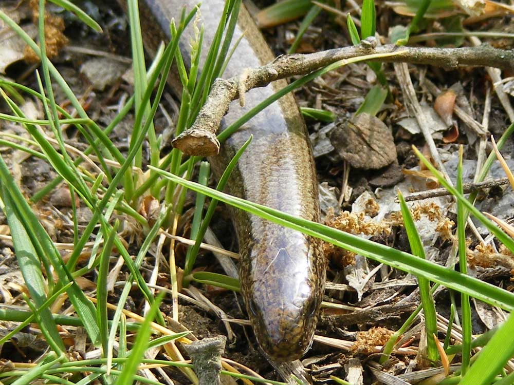 Days on the Claise: Not a Snake