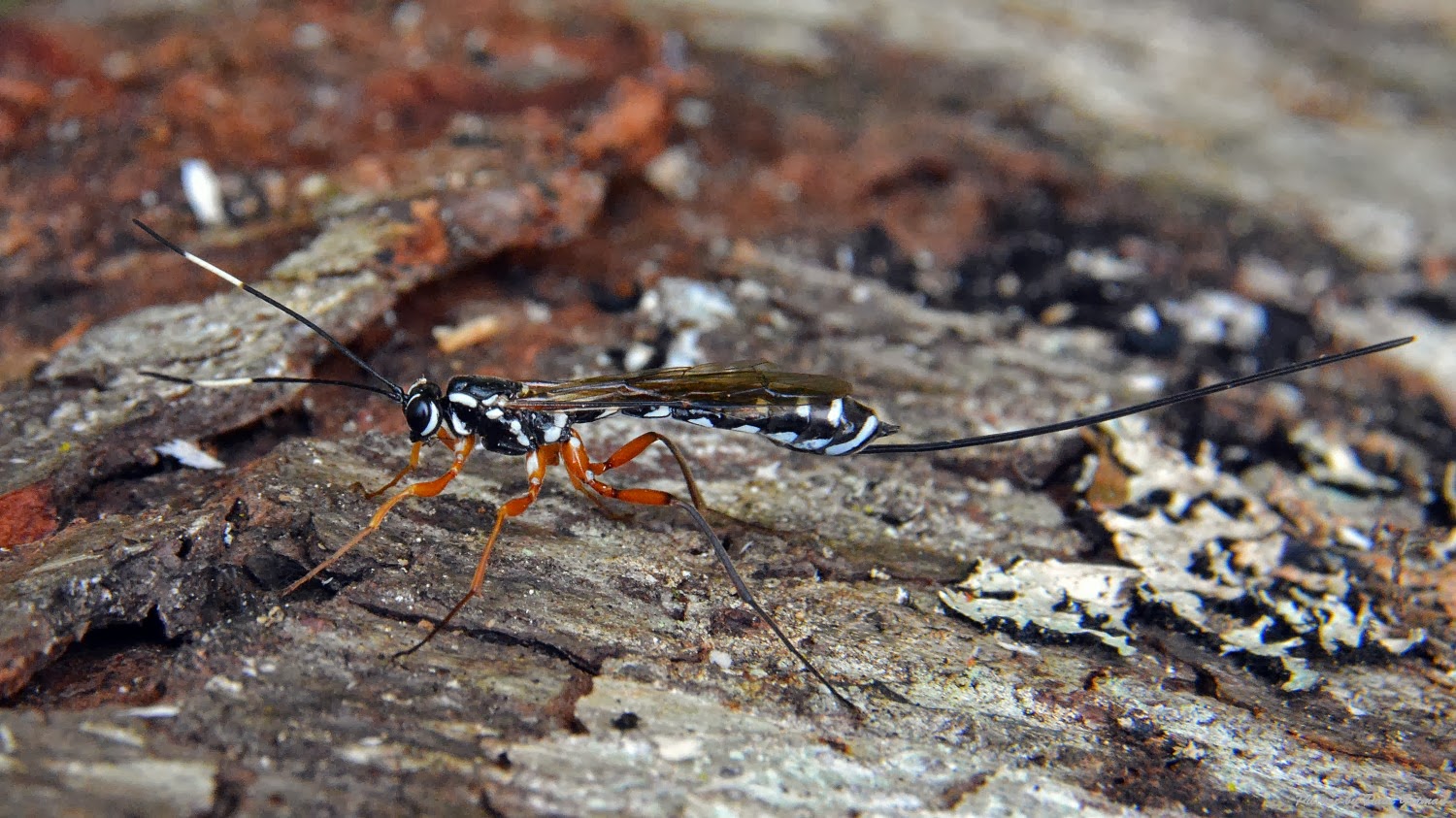 Shutterbugs Capturing the World Around Us: A most interesting insect...