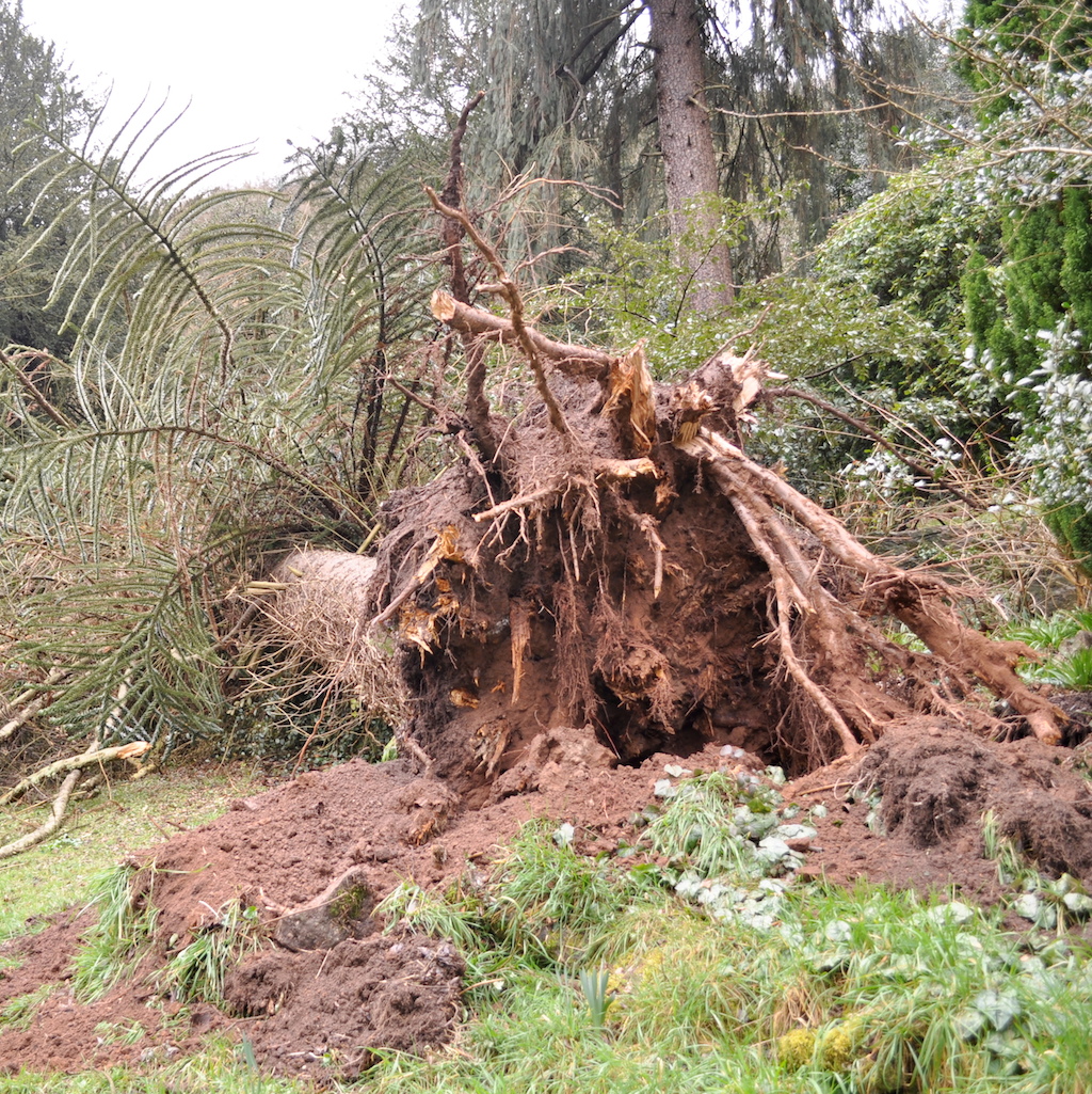 Monkey Puzzle | The Old Stile Press