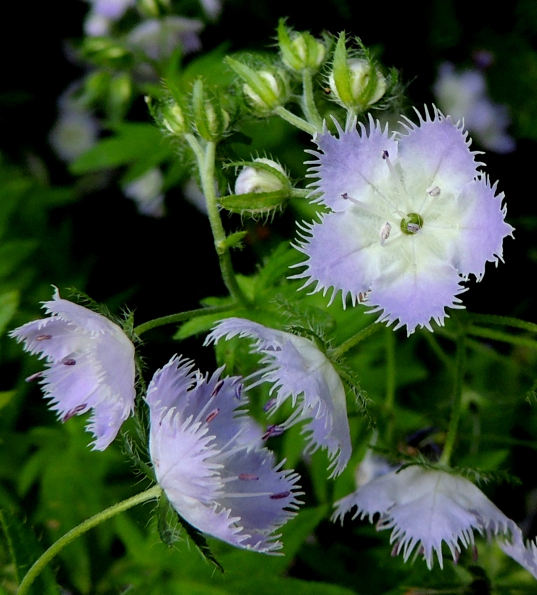 Ohio Birds and Biodiversity: Miami Mist