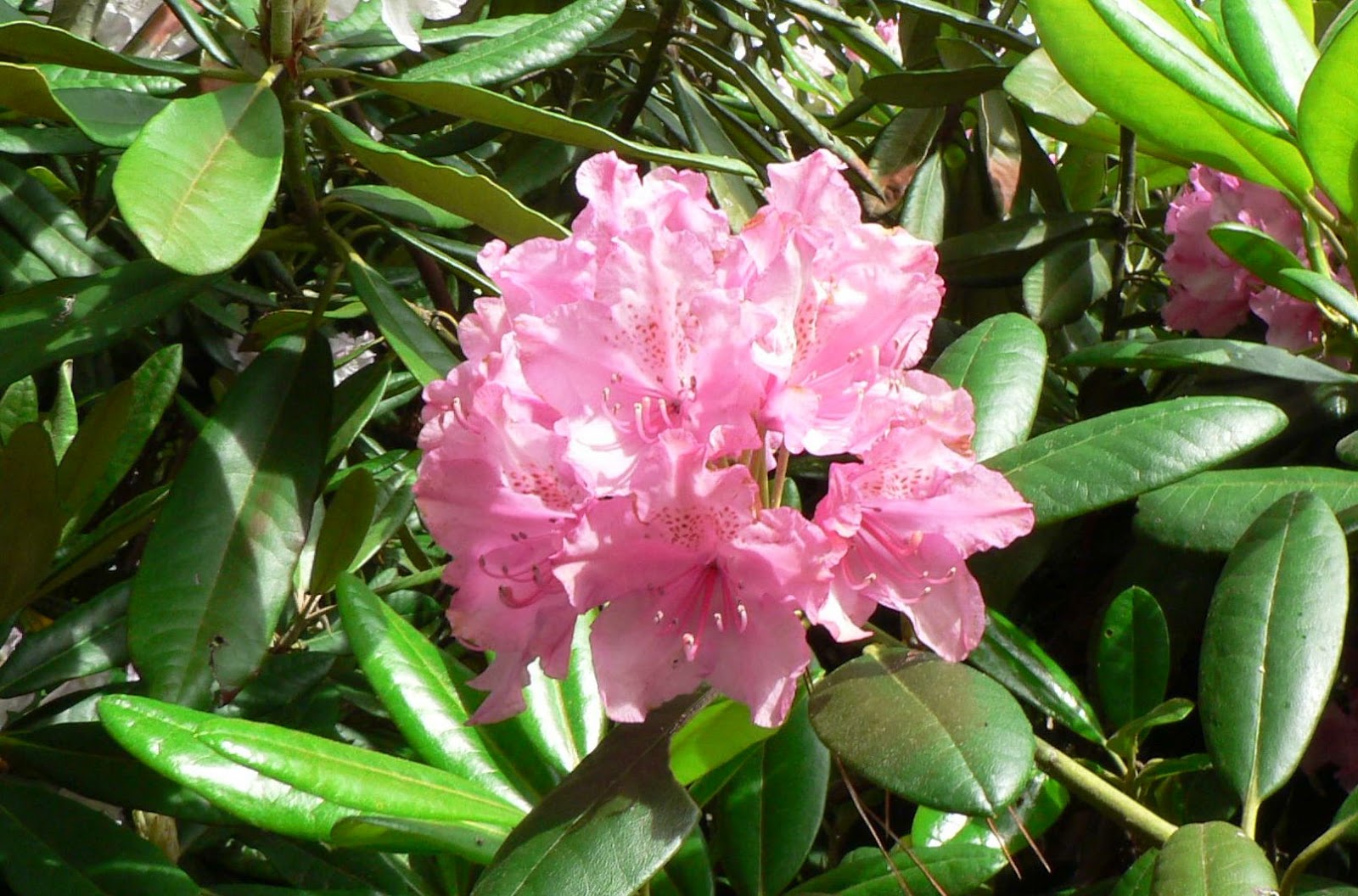 Visit My Garden: Finnish Rhododendrons at the Arboretum