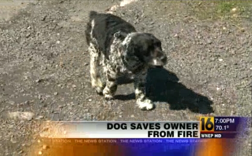 White Wolf : Heroic dog saves owner's life from fire