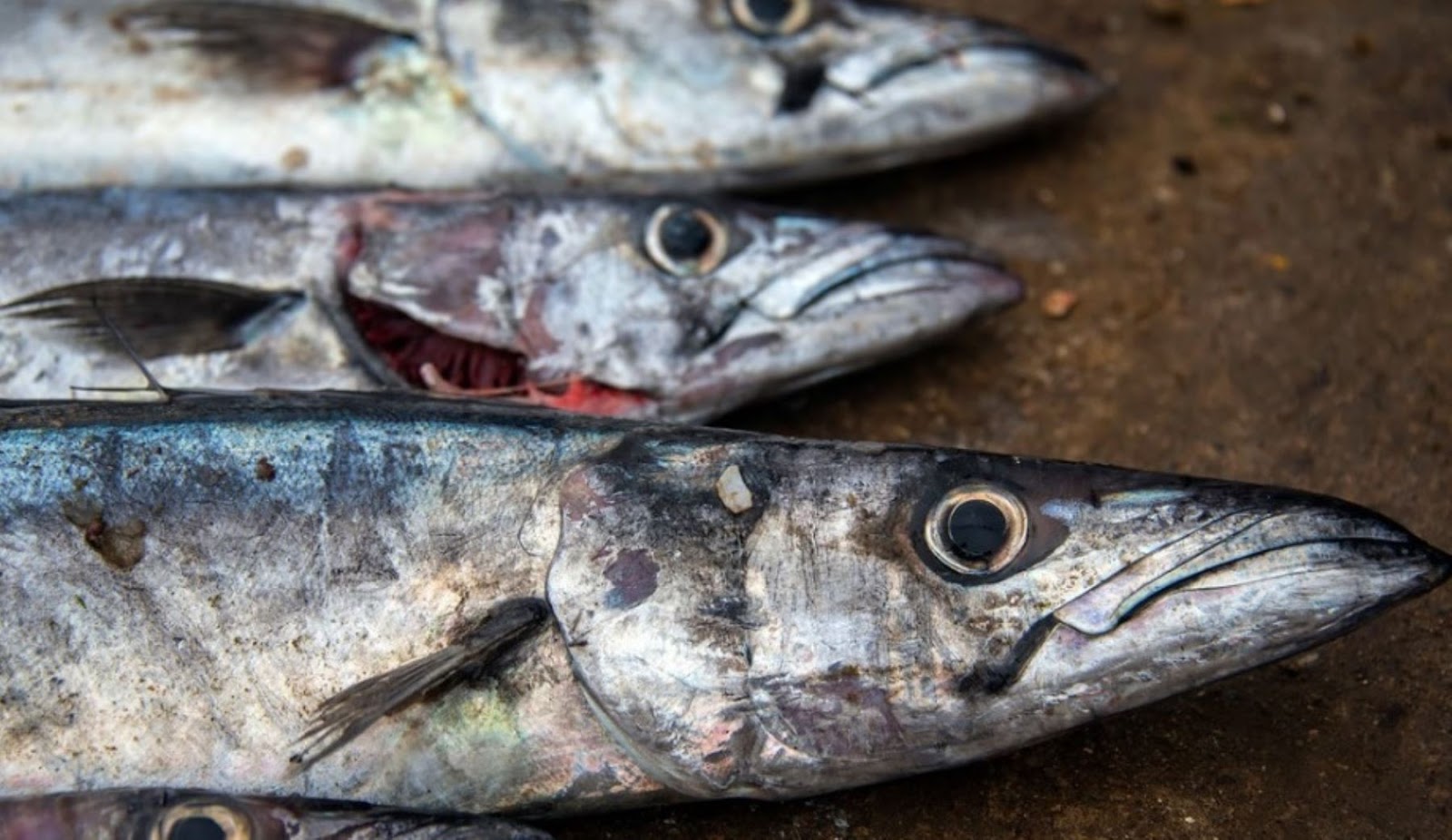 PLAAN : Jurel - Trachurus picturatus murphyi